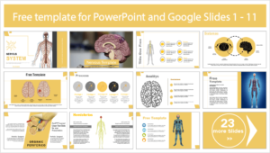 Nervous System Template - PowerPoint Templates and Google Slides